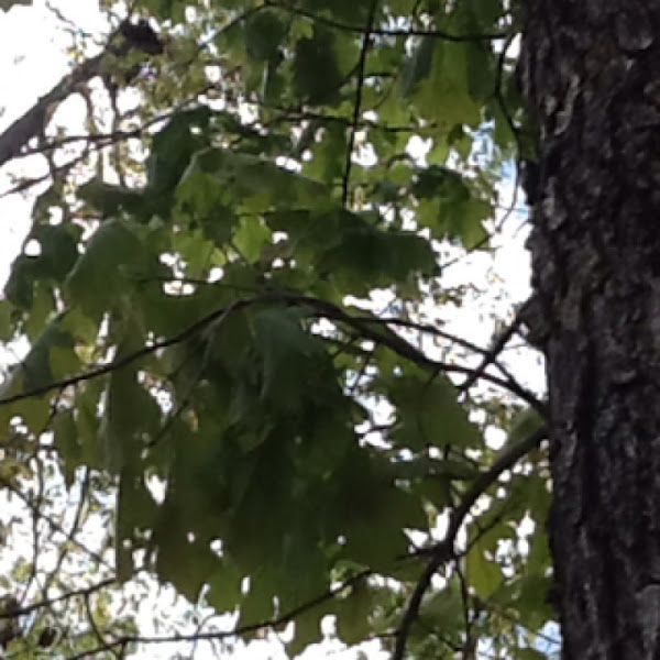 White Oak | Project Noah