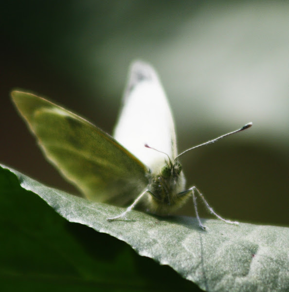 Mariposa Lechera | Project Noah