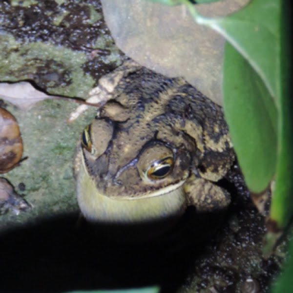 Gulf Coast Toad | Project Noah