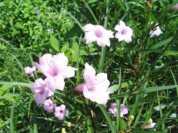 Pink Mexican Petunia | Project Noah
