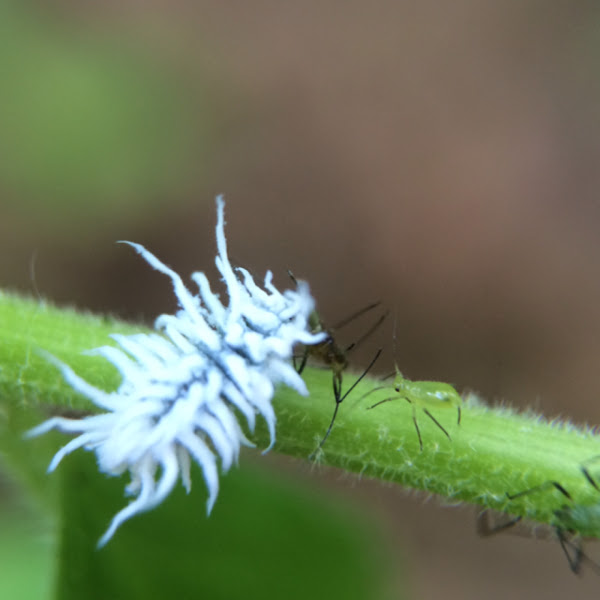 Mealybug destroyer | Project Noah