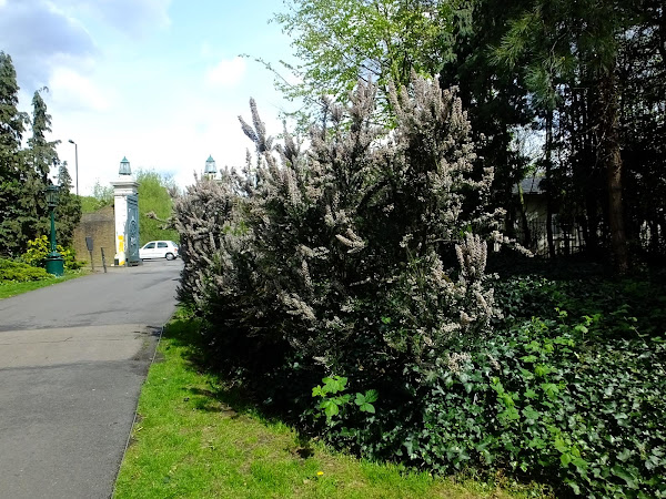 Tree Heath | Project Noah