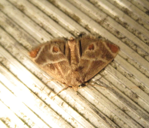 Shagreened Slug Moth | Project Noah