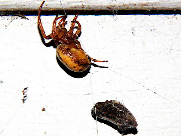 Furrow Orb Weaver Spider | Project Noah