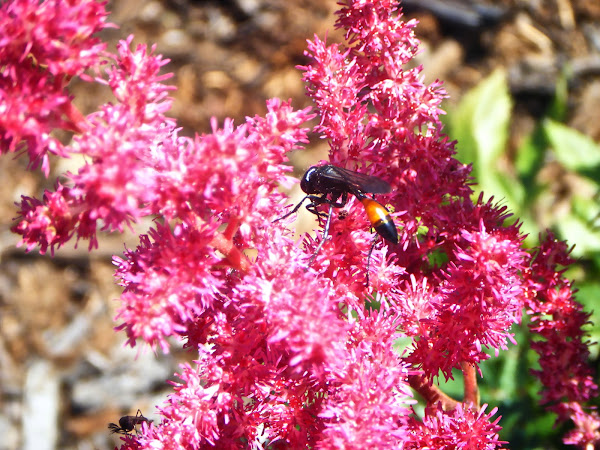 Pink Astilbe (or False Spiraea) | Project Noah