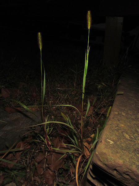 Knotroot Foxtail | Project Noah