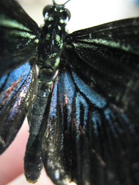 Sara Longwing | Project Noah