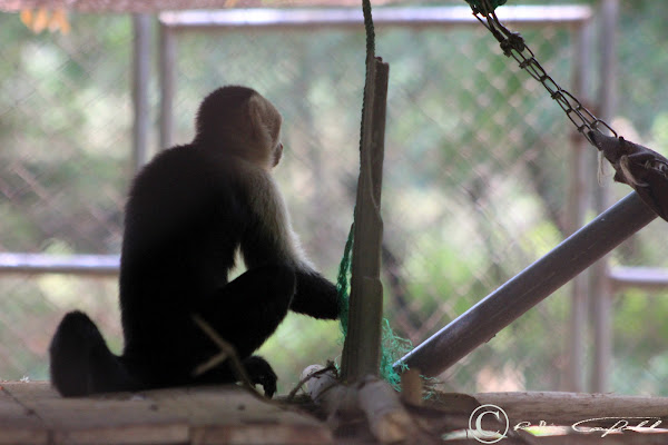 White-faced Capuchin Monkey | Project Noah