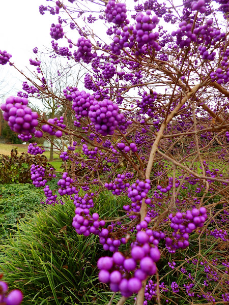 Beautyberry shrubs | Project Noah