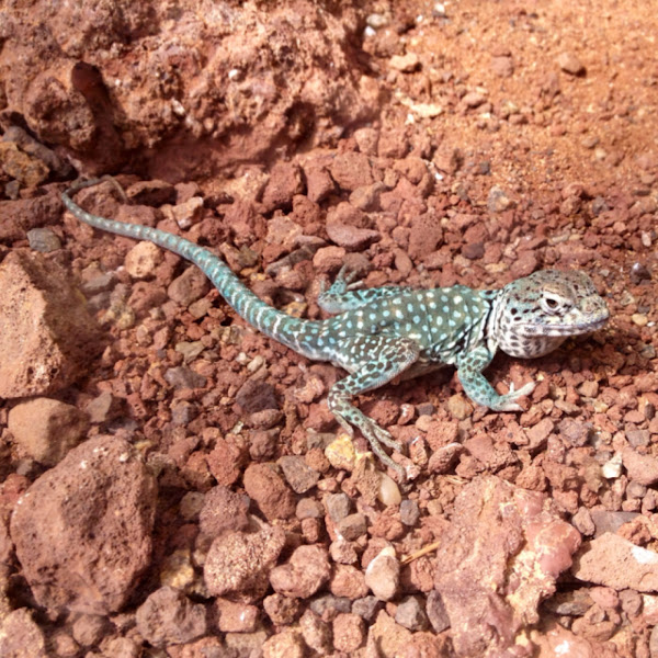 Common Collared Lizard | Project Noah
