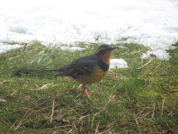 Varied Thrush | Project Noah