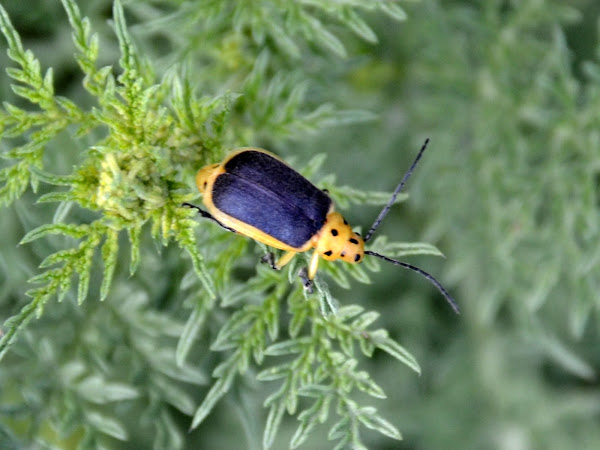 Skeletonizing Leaf Beetle | Project Noah