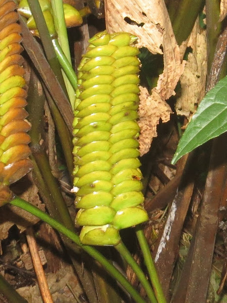 Rattlesnake Plant | Project Noah