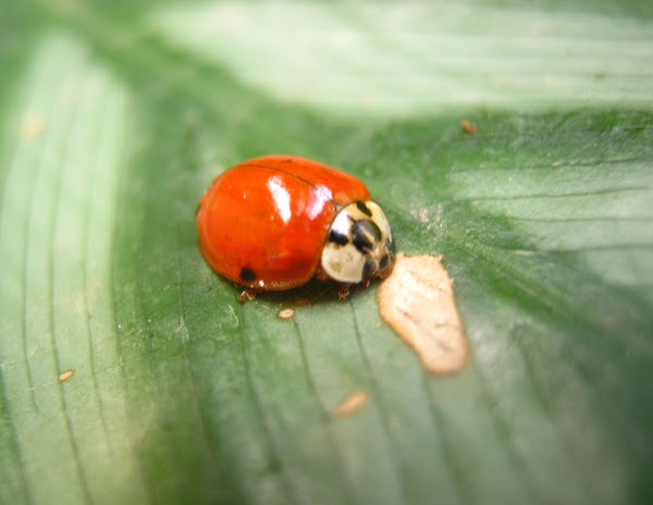 Asian Ladybug | Project Noah