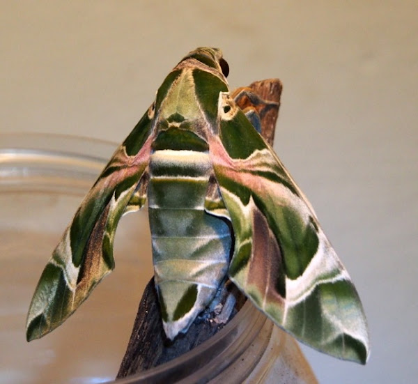 Oleander Hawk Moth | Project Noah