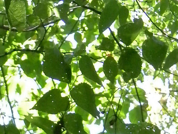 hackberry | Project Noah