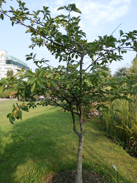 Pond Apple | Project Noah