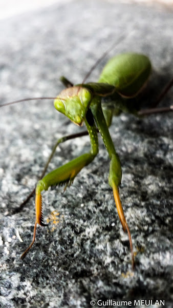 Mante religieuse - Praying Mantis | Project Noah