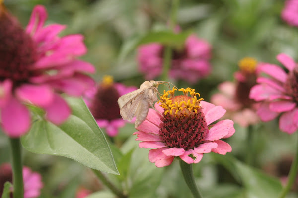 Corn Earworm Moth | Project Noah