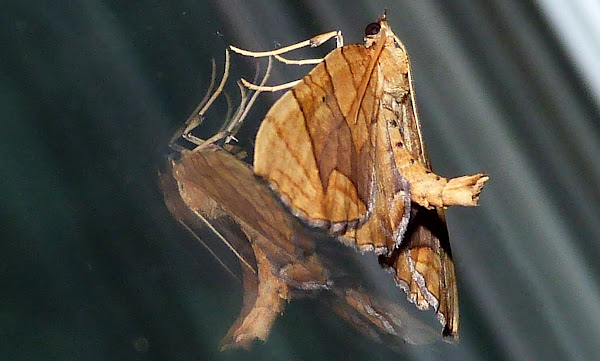 Greater Grapevine Looper Moth | Project Noah