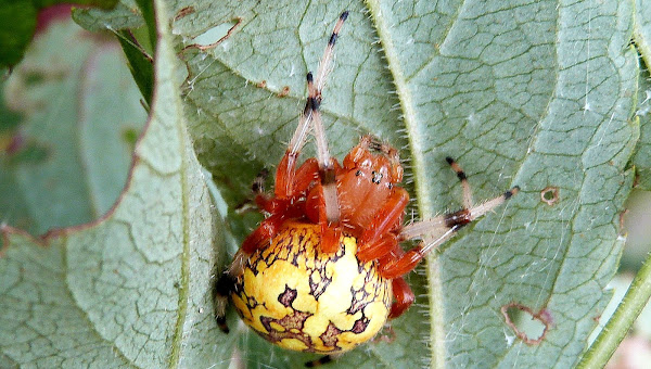 Marbled Orb Weaver Spider | Project Noah