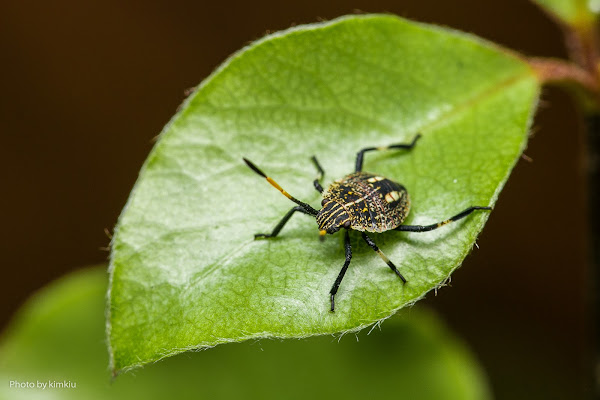 Brown Shield Bug - Nymphs | Project Noah