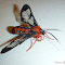 Scarlet-Bodied Wasp Moth | Project Noah