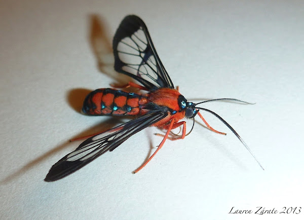 Scarlet-Bodied Wasp Moth | Project Noah