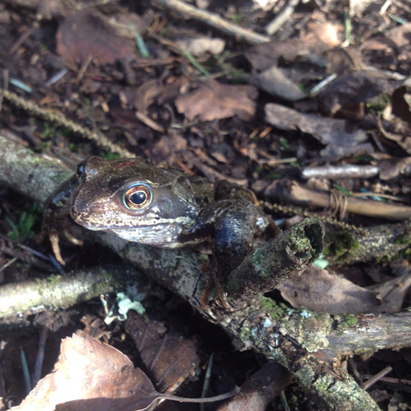 Common Frog | Project Noah
