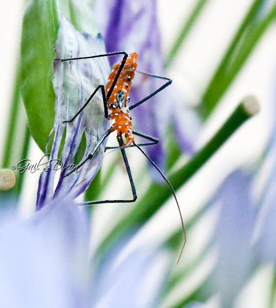 Milkweed Assassin Bug Nymph | Project Noah