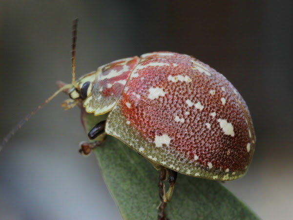 leaf beetle | Project Noah