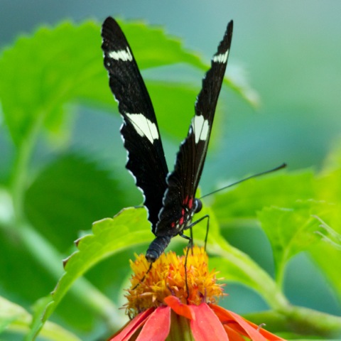 Sara Longwing | Project Noah