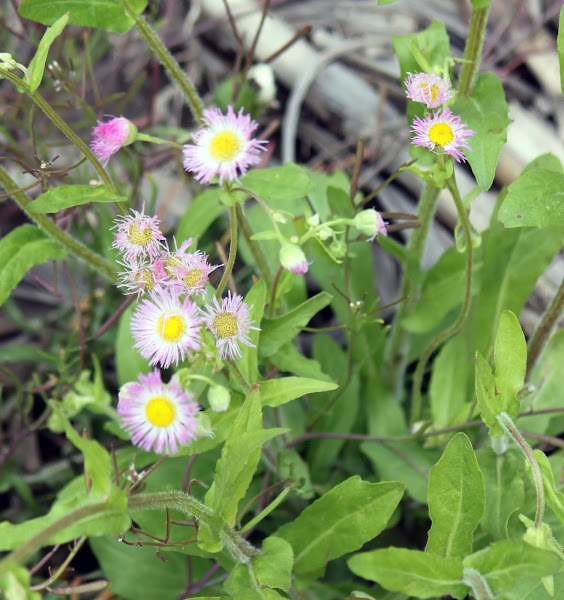 Common Fleabane | Project Noah