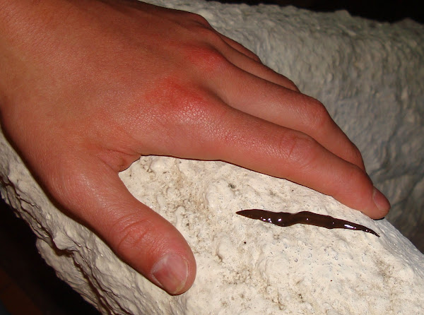 Terrestrial Flatworm | Project Noah