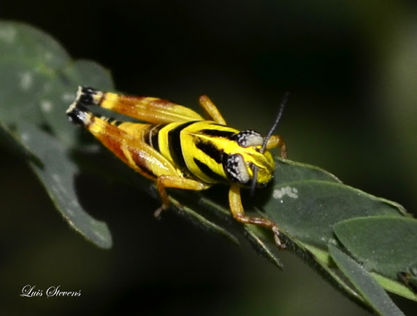 Aztec Spurthroat Grasshopper Nymph | Project Noah