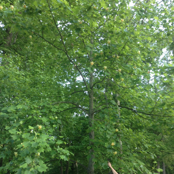 Tulip Tree | Project Noah