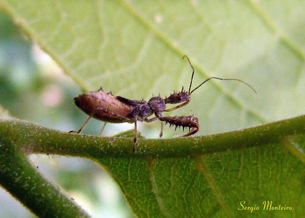 Thread-legged bug nymph | Project Noah