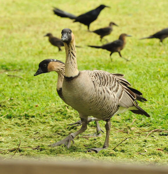 nene goose or hawaiian goose | Project Noah