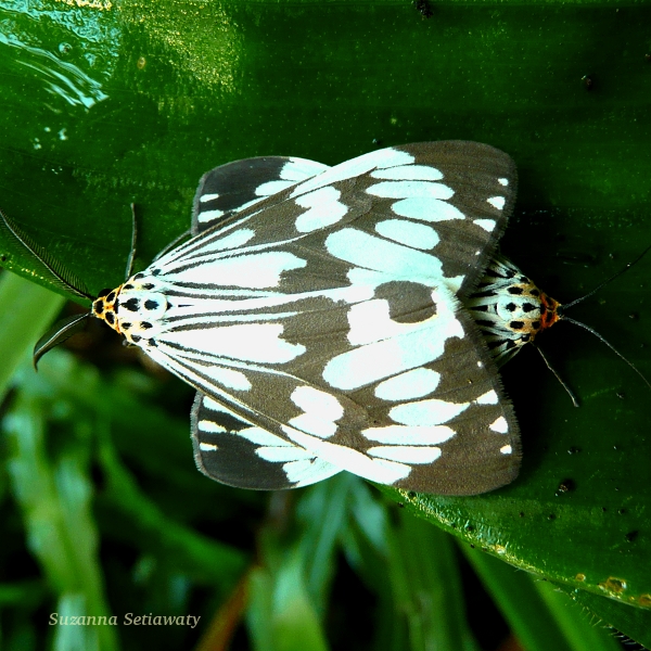 Marbled White Moth | Project Noah
