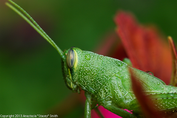 Green Bird Grasshopper (nymph) | Project Noah