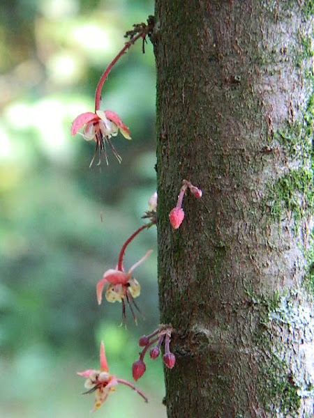 Flower Cocoa Tree | Project Noah
