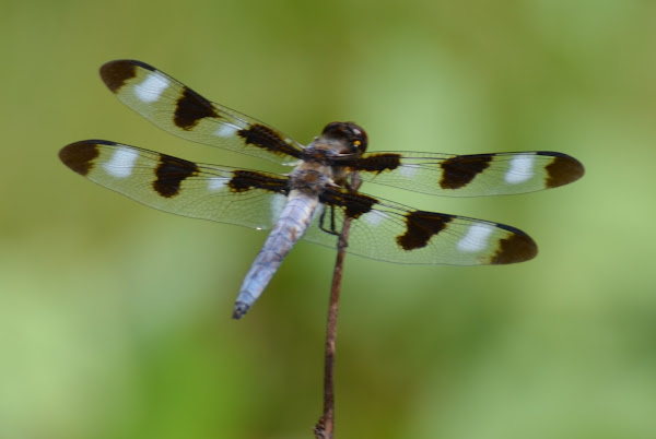 Twelve-spotted Skimmer | Project Noah