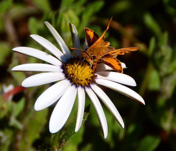 Fiery Skipper | Project Noah