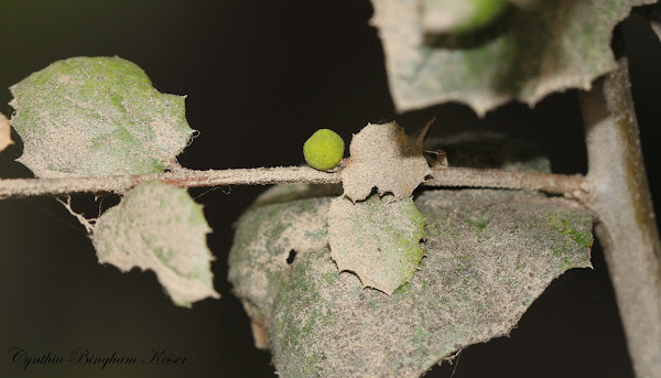 Live Oak Bud Gall | Project Noah