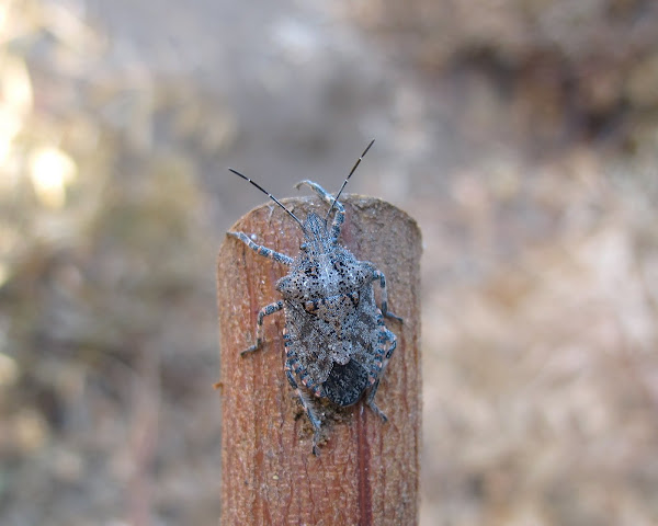 Rough Stink Bug | Project Noah