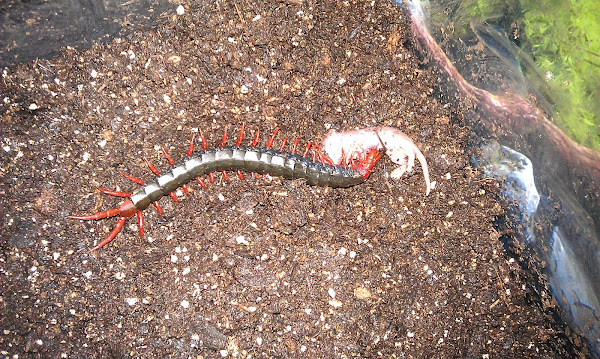 red leg centipede | Project Noah