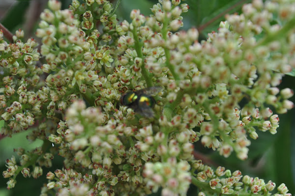 Shining or Winged Sumac | Project Noah
