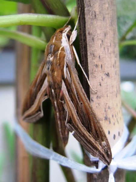 Vine Hawk-moth | Project Noah