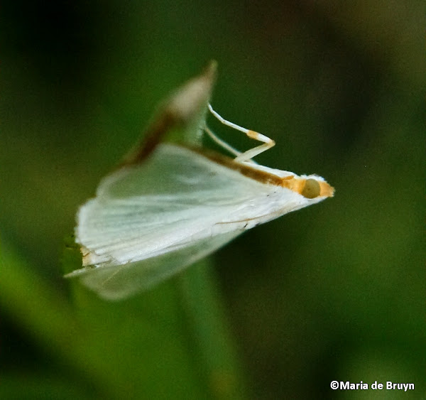 Kimball's palpita moth | Project Noah