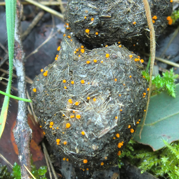 Eyelash Dung Cups | Project Noah